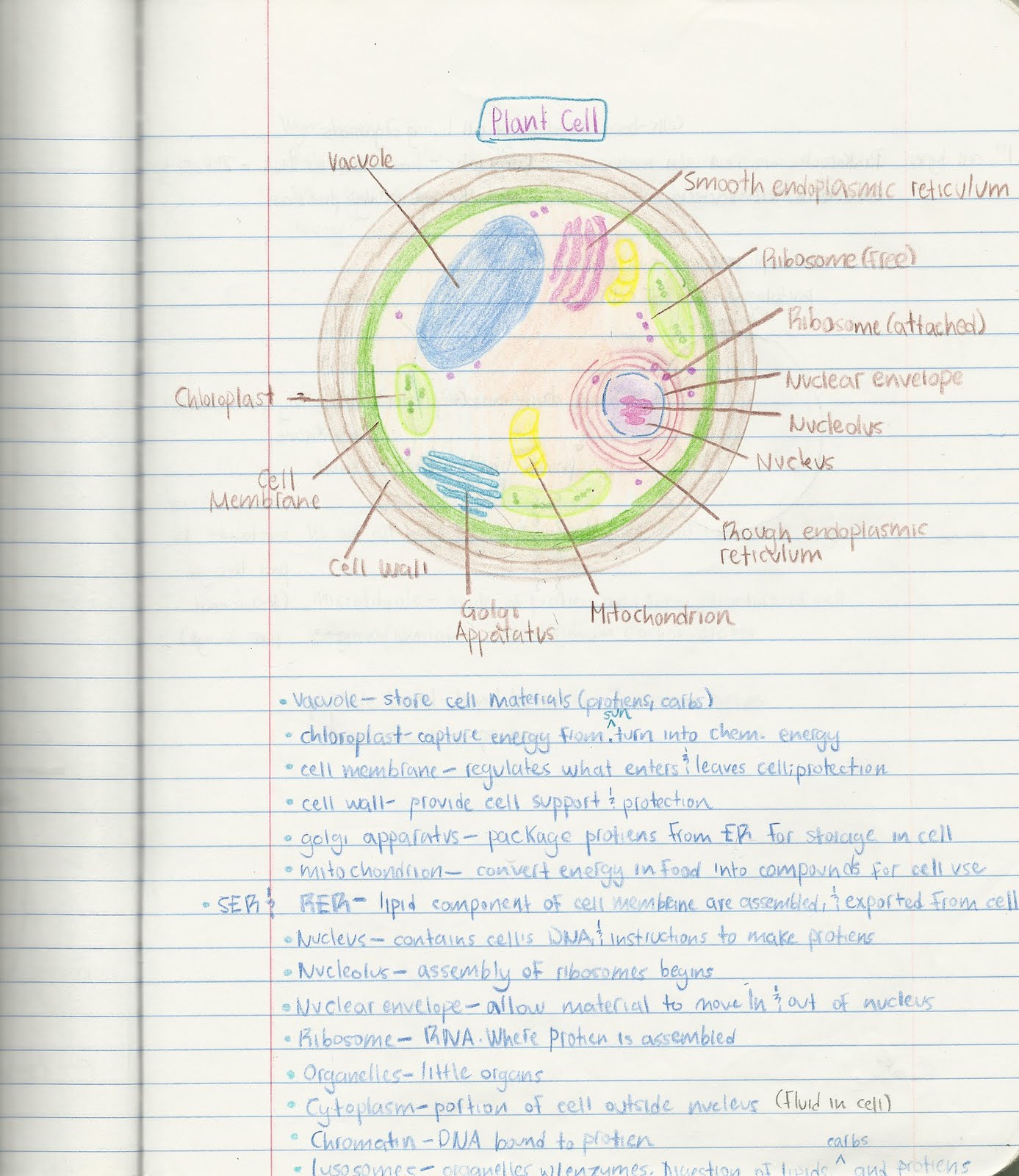 NRS Notes: Biology- Cleveland