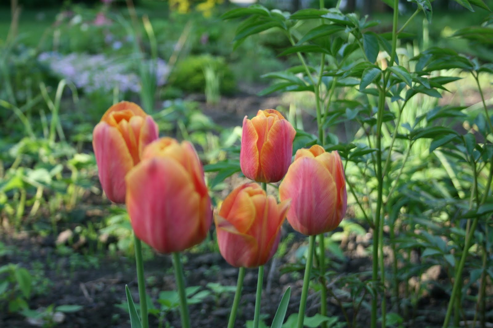 pildipostitus: tulbid (2.osa)