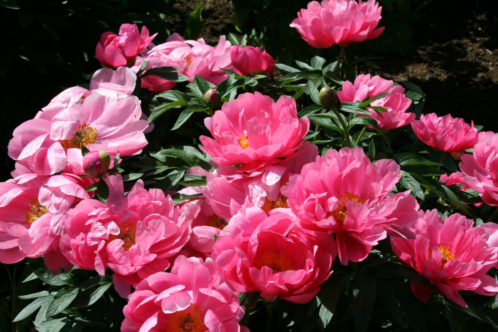 pildipostitus.Tartu BA pojengid. Paeonia " Ludovica"