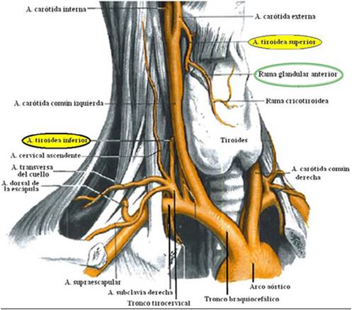 arteria subclavia y sus ramas , escalenos: arteria suclavia y escalenos