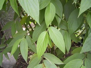 Propiedades del Matico: Imagenes del matico