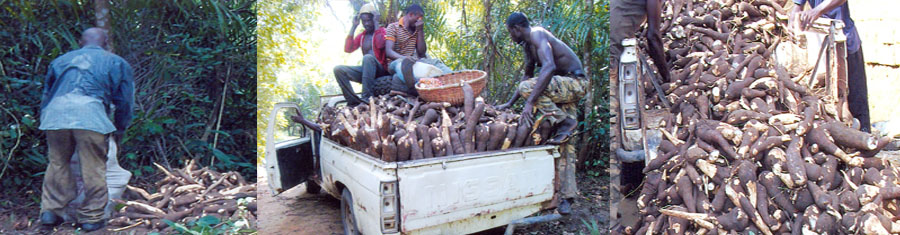 Cassava, a multi-function edible root; making Gari