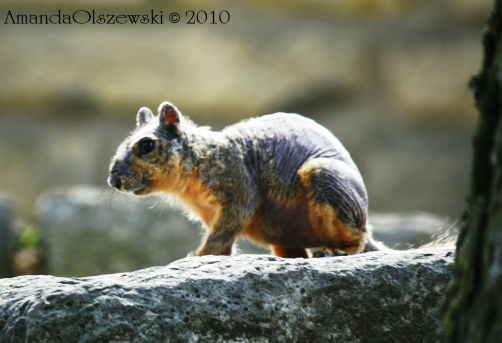 Amanda Olszewski ::: Photography Enthusiast: sick squirrel