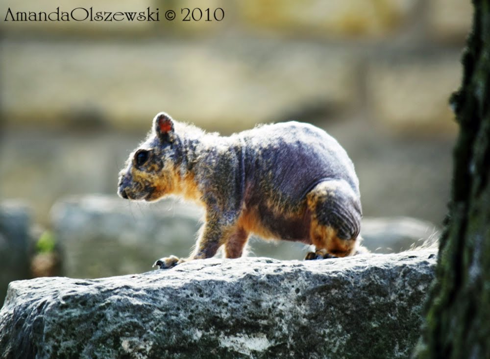 Amanda Olszewski ::: Photography Enthusiast: sick squirrel