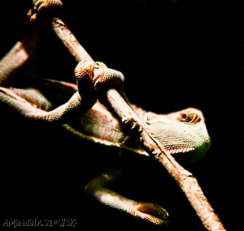 Amanda Olszewski ::: Photography Enthusiast