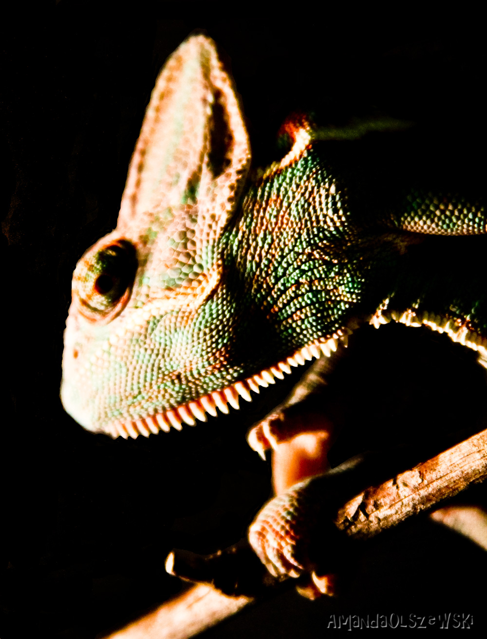 Amanda Olszewski ::: Photography Enthusiast