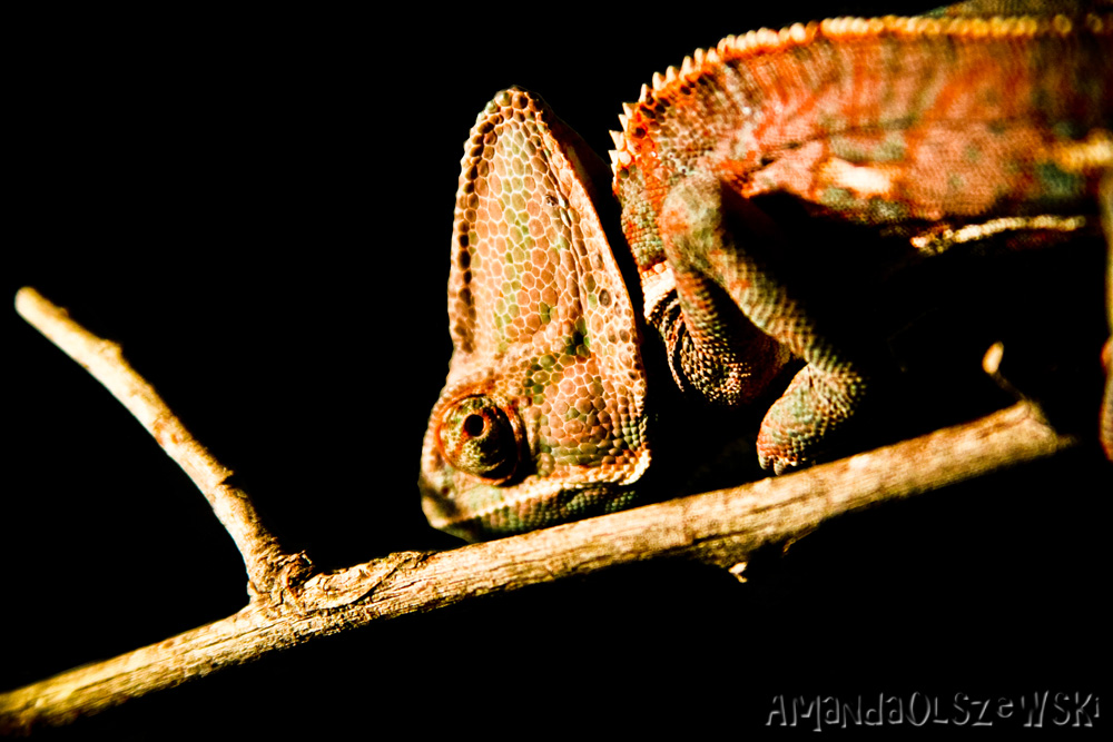 Amanda Olszewski ::: Photography Enthusiast