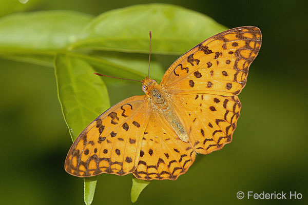 Butterflies of Singapore: Life History of the Leopard