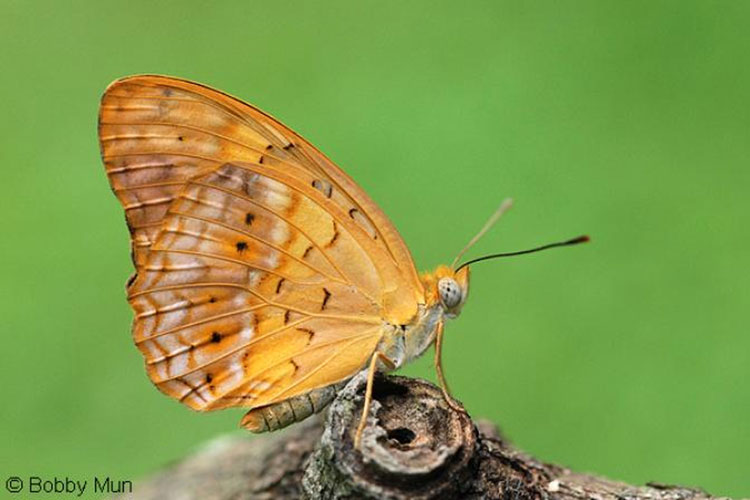 Butterflies of Singapore: Life History of the Leopard