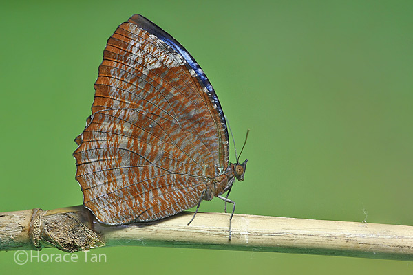 Butterflies of Singapore: Life History of the Common Palmfly