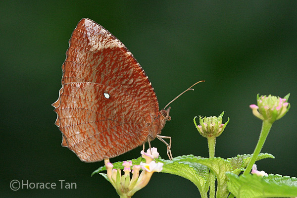 Butterflies of Singapore: Life History of the Common Palmfly