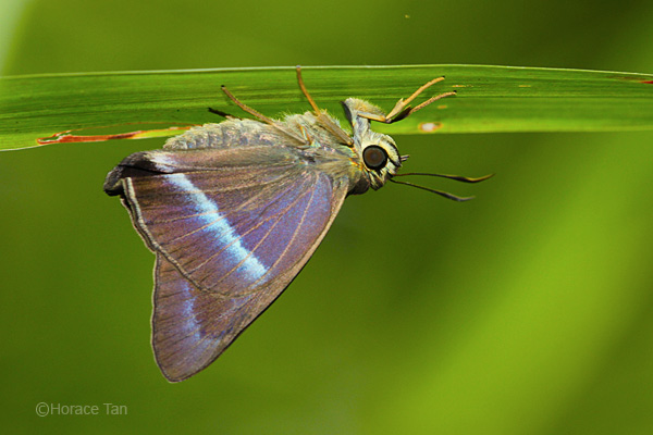 Butterflies of Singapore: Life History of the Common Banded Awl
