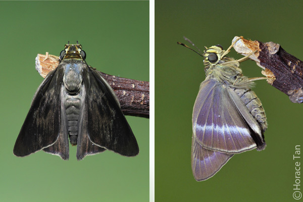 Butterflies of Singapore: Life History of the Common Banded Awl
