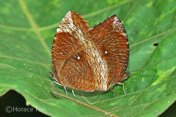 Butterflies of Singapore: Life History of the Common Palmfly