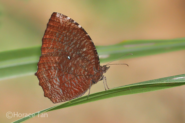Butterflies of Singapore: Life History of the Common Palmfly