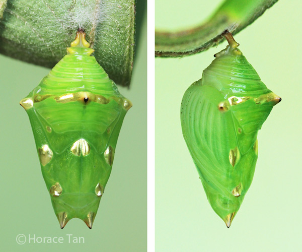 RAJA KUPU KUPU: Horsfield's Baron (Tanaecia iapis puseda)