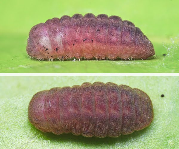 Butterflies of Singapore: Life History of the Dark Caerulean