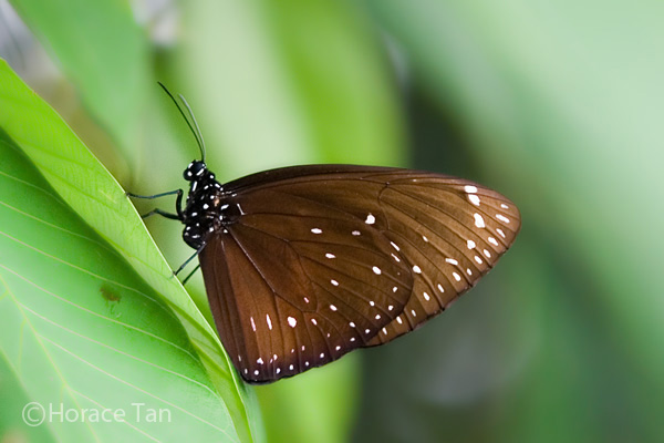 Butterflies of Singapore: Life History of the King Crow