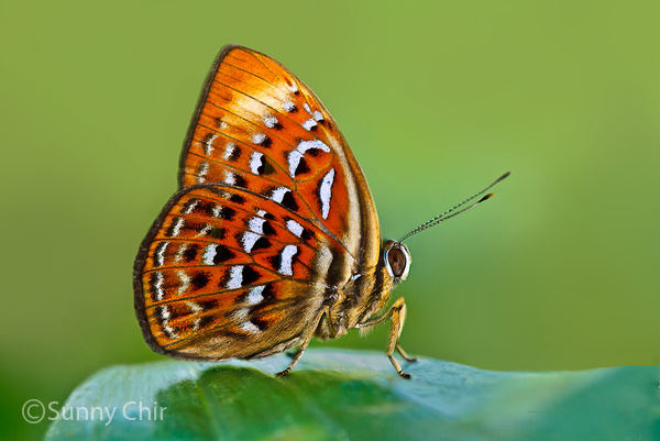 Butterflies of Singapore: Life History of the Harlequin
