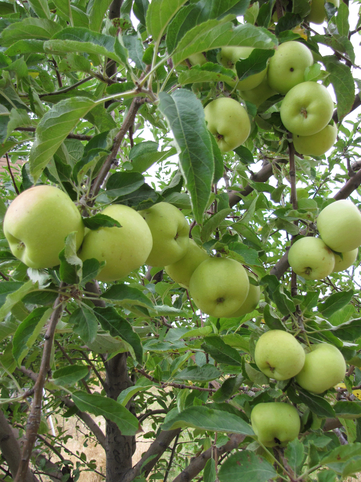 earth home garden: Our Home Away From Home Here In The Bear River ...