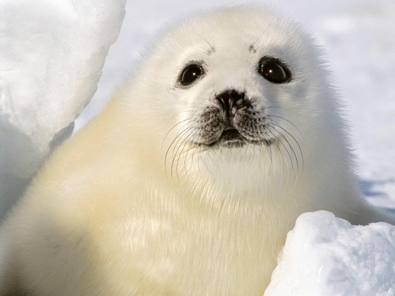 Imágenes de una foca - Imagui