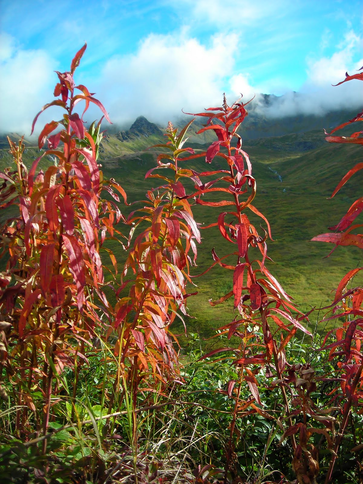 Biking Bernsteins: Hatcher Pass