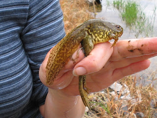 Seabird Island Indian Band Oregon Spotted Frog Project: Bullfrog Tadpoles