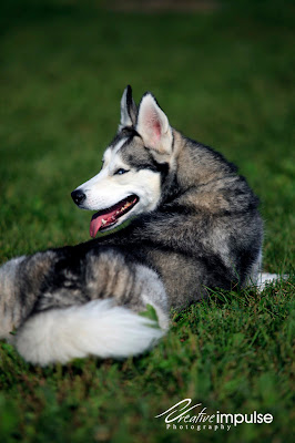 Creative Impulse: Scout, the Sheppard/Husky/Diva Mix