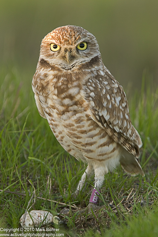 Guadalupe River Park Conservancy: Meet the Burrowing Owl