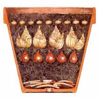 Cedar Grove's Garden Spot: Bulb Lasagna? A Great Way for Spring Color