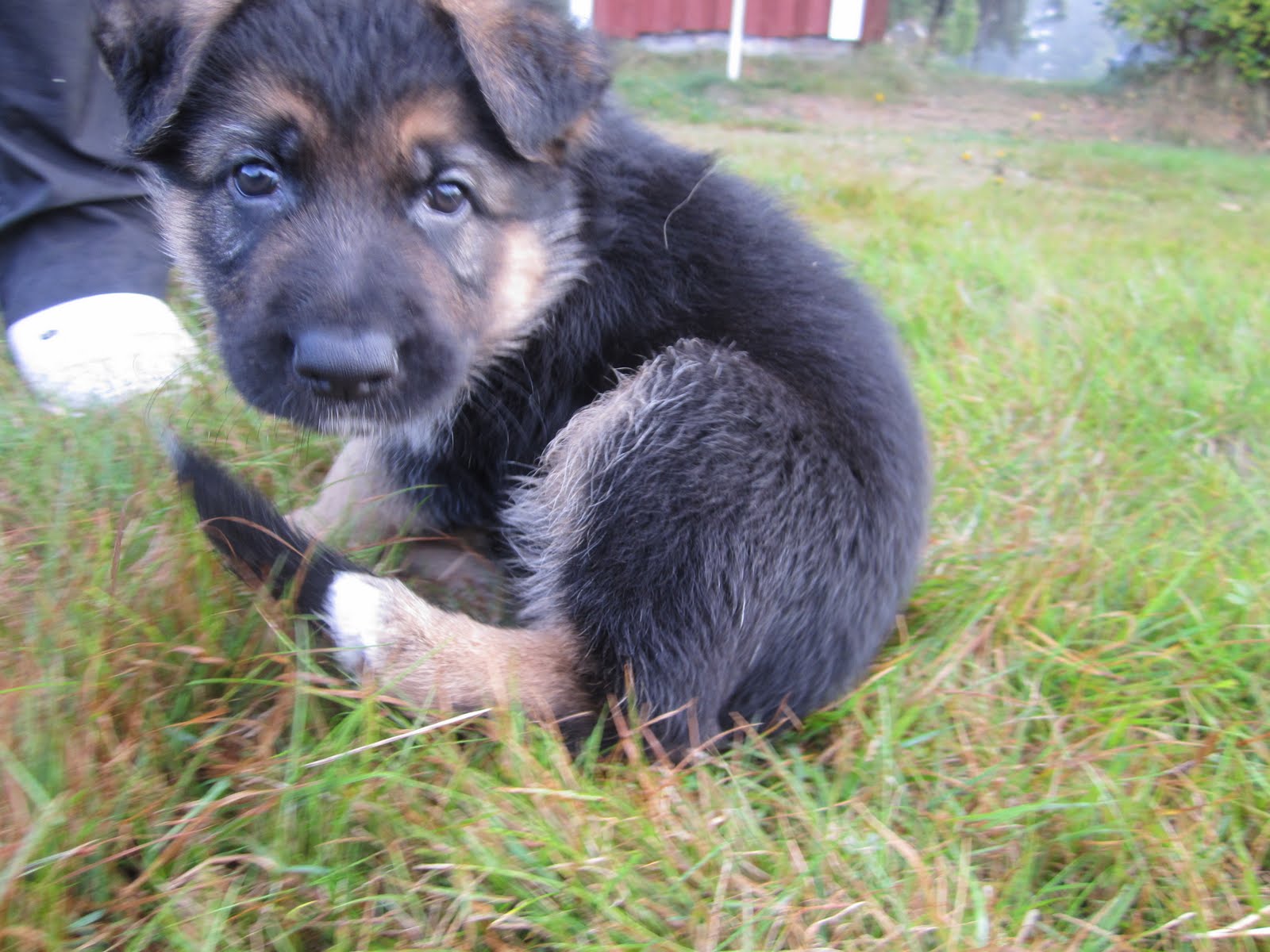 Kärleken till Fransk inredning: Valpar 5 veckor!