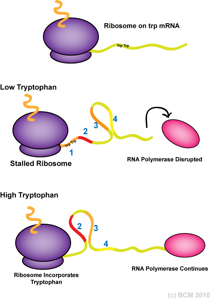Poor, Hungry, and Drowsy: Bacterial Transcription: Control and Attenuation