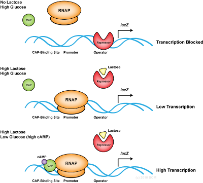 My Grad School Bucket: The lac Operon