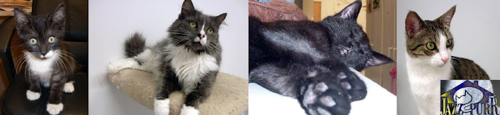 Jazzpurr: Calicos, Tortoiseshell, Tuxedo Cats By Franny Syufy