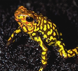 PraitthConstance: Galeria fotográfica: Las ranas más coloridas