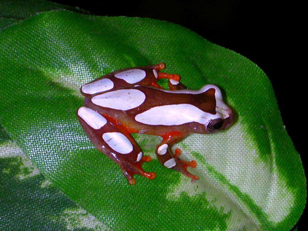 1000+ images about ranas on Pinterest | Frogs, Tree frogs and Costa rica