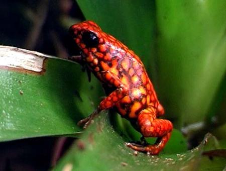 PraitthConstance: Galeria fotográfica: Las ranas más coloridas