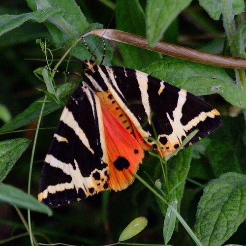 Crosswhatfields?: Red Butterflies on the wing