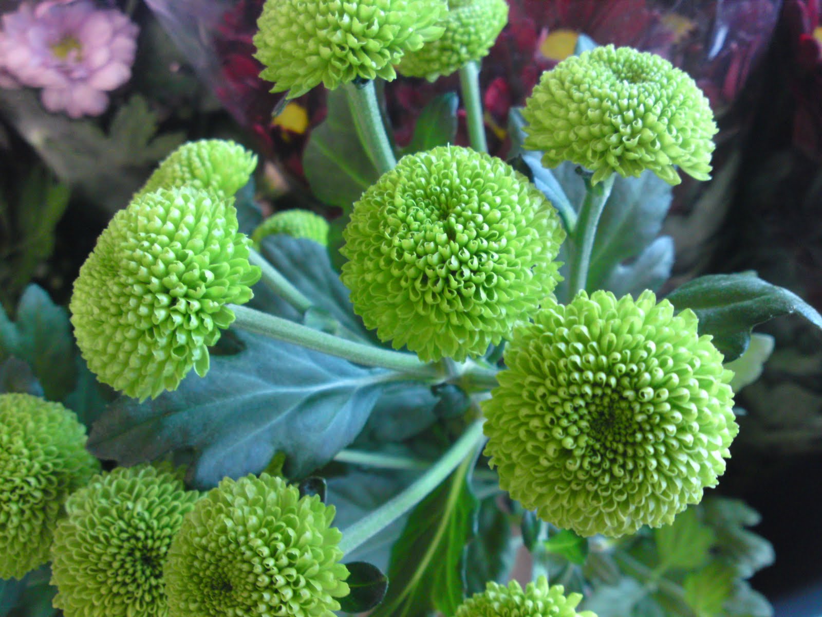 Sandra's Flower Studio.: Fabulous flowers