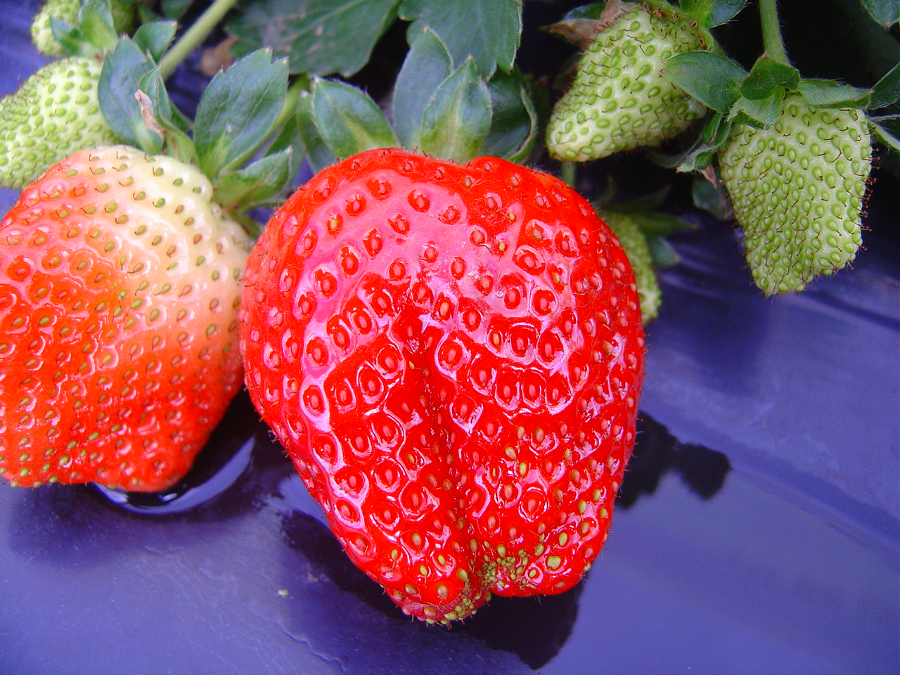 Cultura do Morangueiro