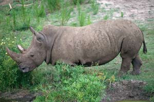 Mundo Animal: Rinoceronte