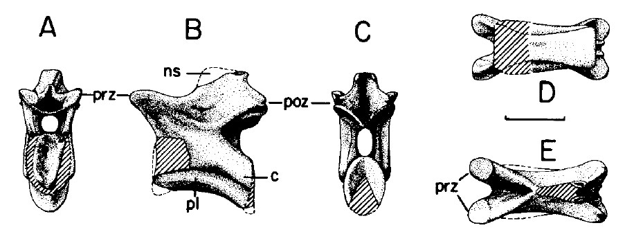The Theropod Database Blog: Arctosaurus the poposaurid