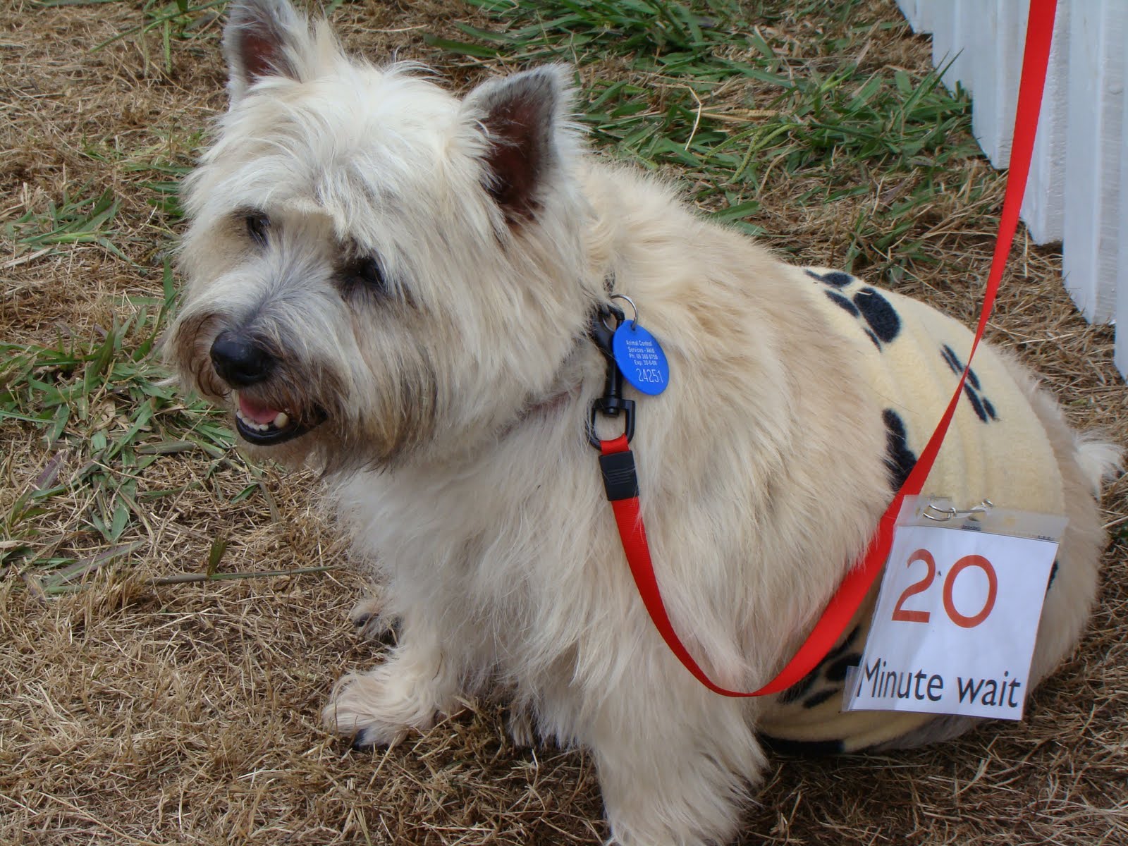 BODIE & MRS MAGOO: BARK IN THE PARK