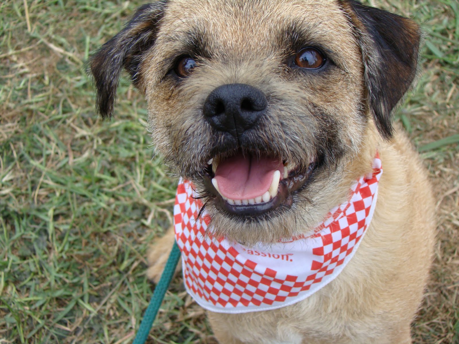 BODIE & MRS MAGOO: BARK IN THE PARK