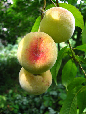USEFUL or BEAUTIFUL: Each peach, pear, plum