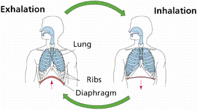 Cikgu Nurul's Blog: Inhalation and Exhalation
