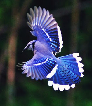 Animal Life: Gaio Azul