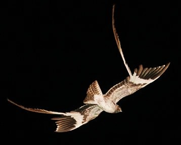 Birds of the World: Pennant-winged nightjar