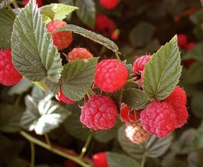Rainbows and Sunshine: Edible Berries of Northern Canada