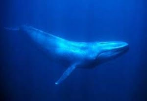 SERES VIVOS E NATUREZA: BALEIA